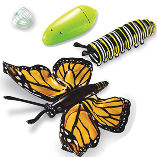 Butterfly: Giant Inflatable Butterfly Life Cycle | Read Pacific ...